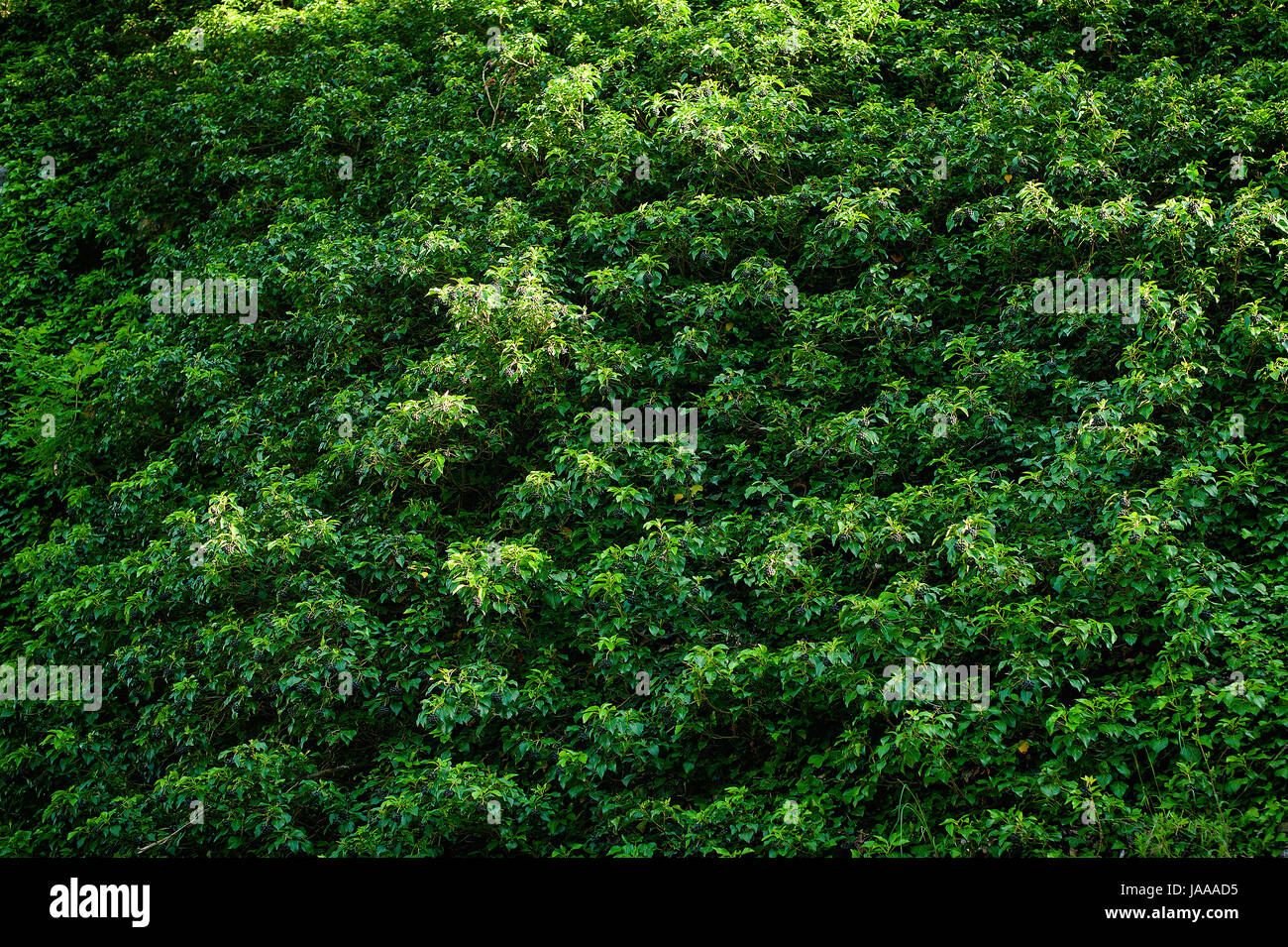 Green tree wall for closeup textured background pattern Stock Photo - Alamy