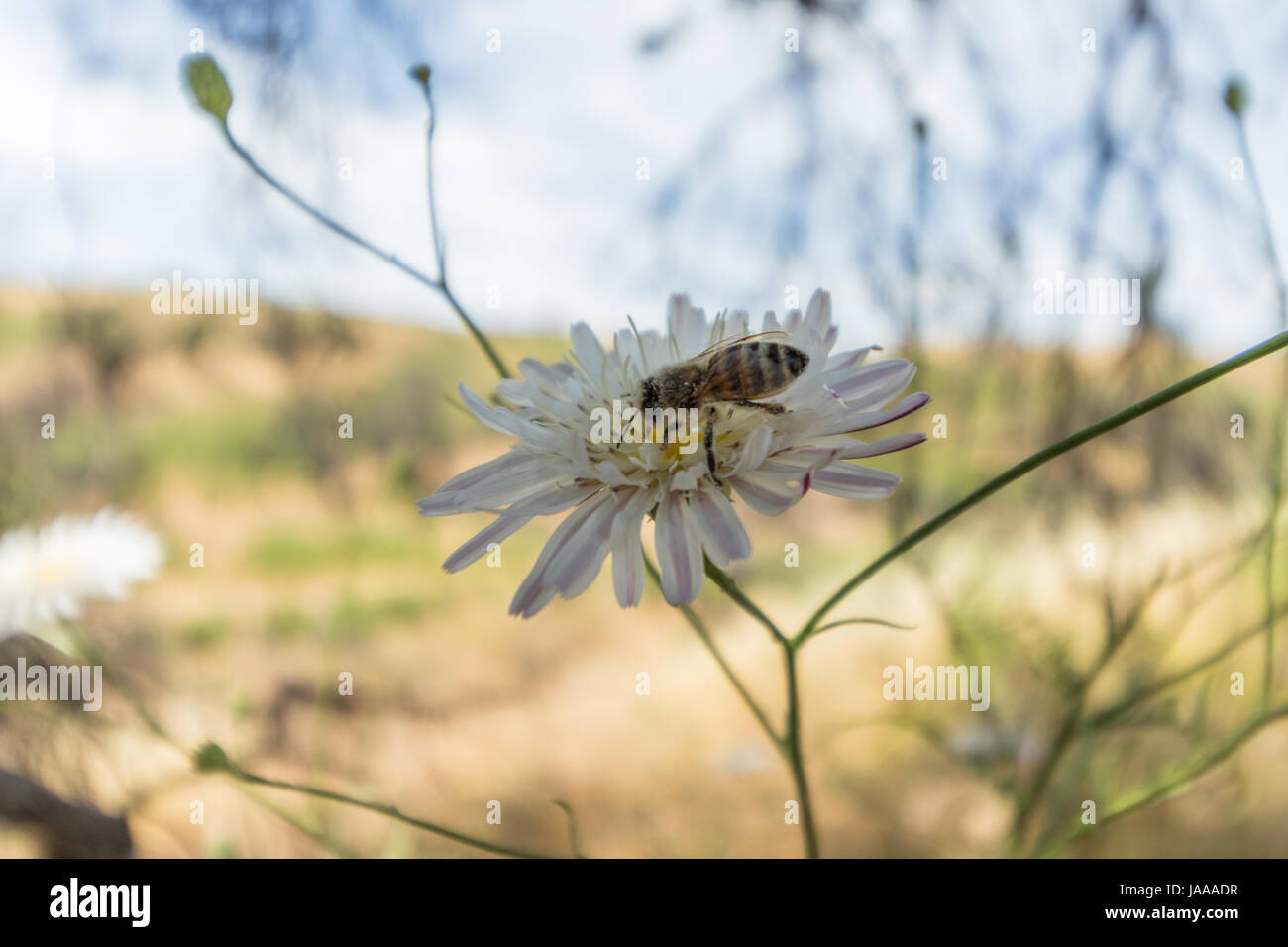 Bee on a daisy flower Stock Photo - Alamy