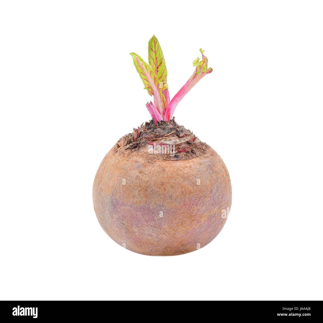Beetroot yield hi-res stock photography and images - Alamy