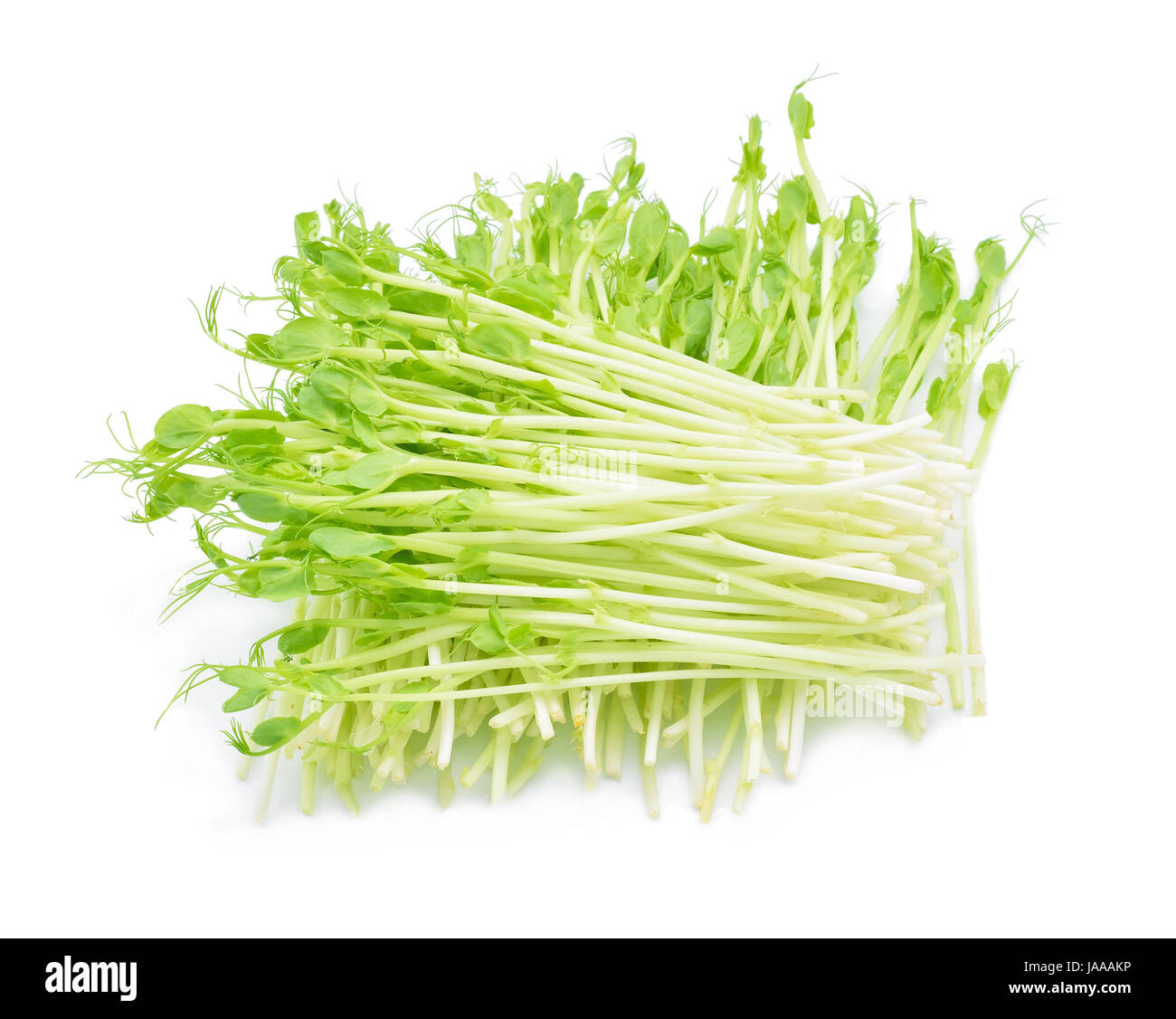 Snow pea sprouts on white background Stock Photo - Alamy