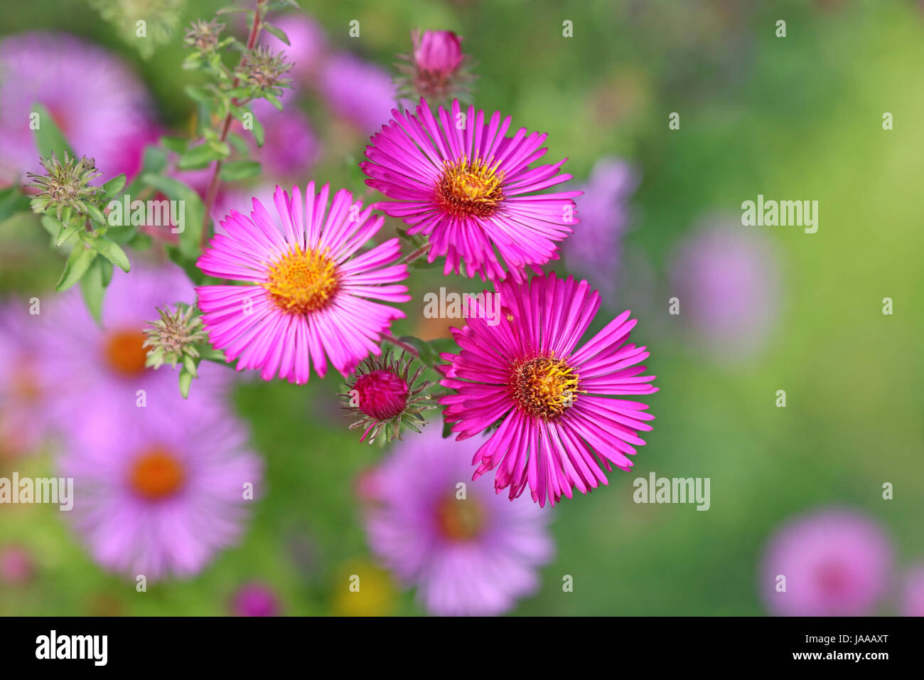 newgland aster (aster novae-angliae Stock Photo - Alamy
