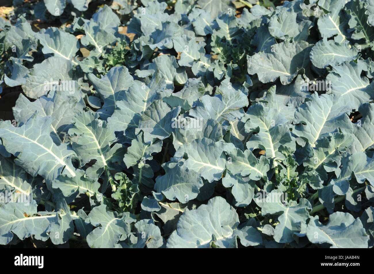 spain - white cabbage on the field Stock Photo - Alamy
