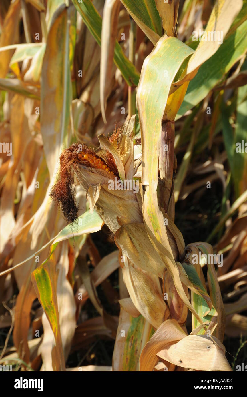 corn on the field Stock Photo - Alamy