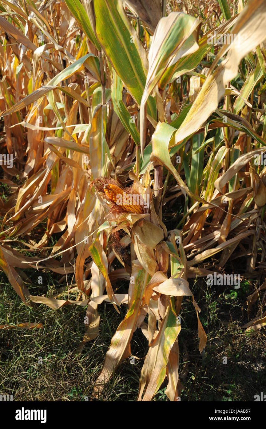 corn on the field Stock Photo - Alamy