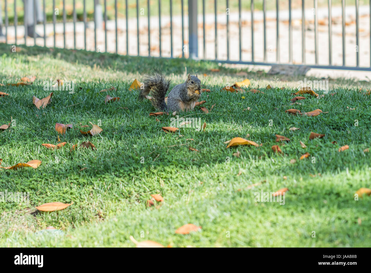 Squirrel tail grass hi-res stock photography and images - Alamy
