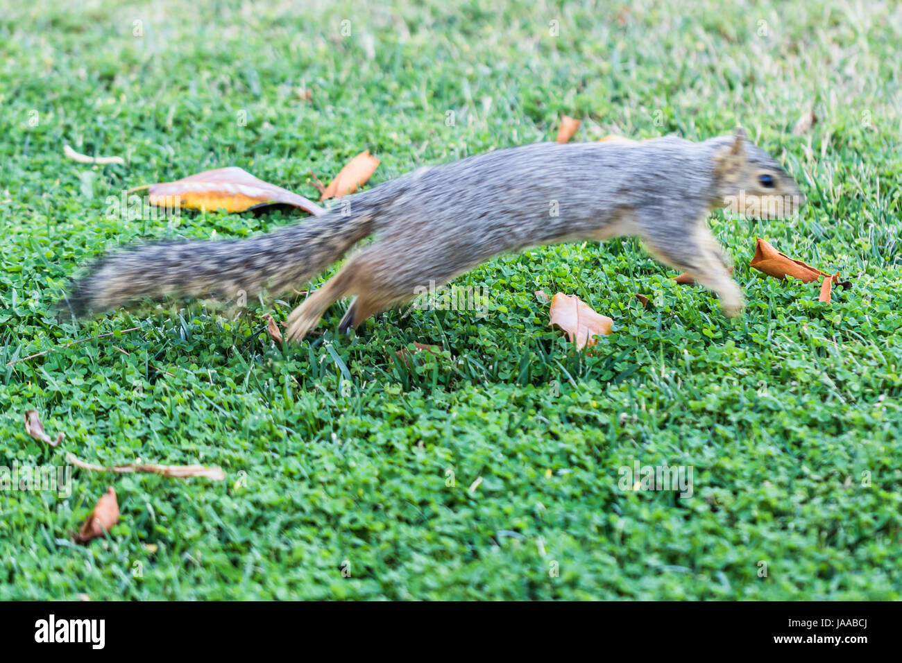Squirrel tail hi-res stock photography and images - Alamy