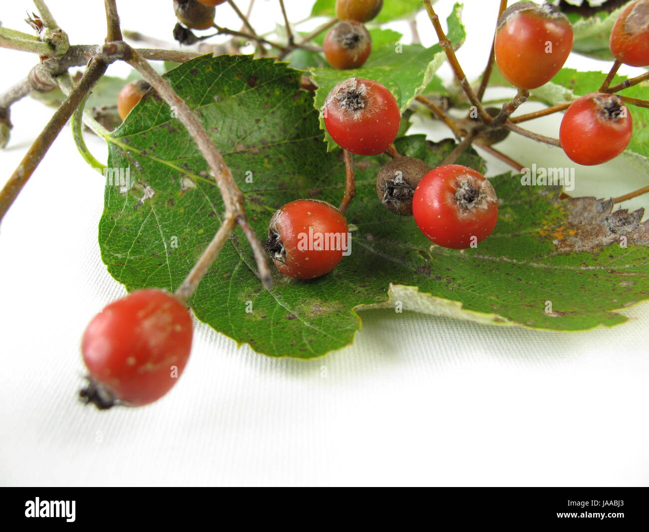 Mehlbeerenzweige hi-res stock photography and images - Alamy