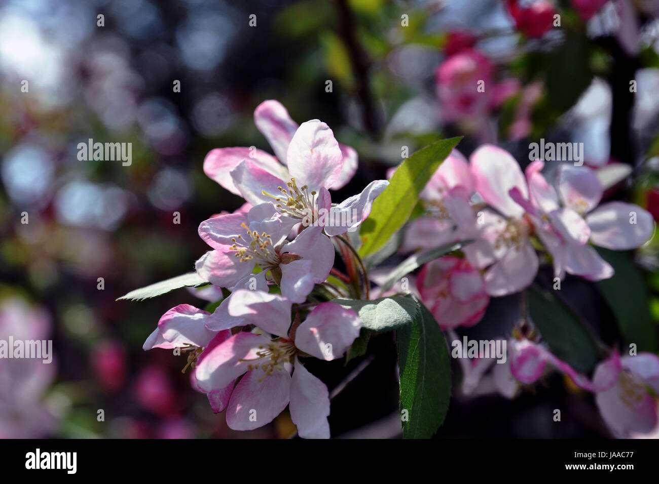 Stamen apples hi-res stock photography and images - Alamy