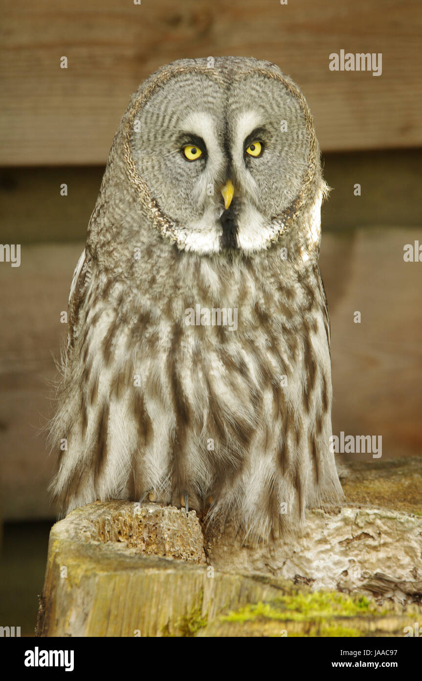 Owl lynx hi-res stock photography and images - Alamy