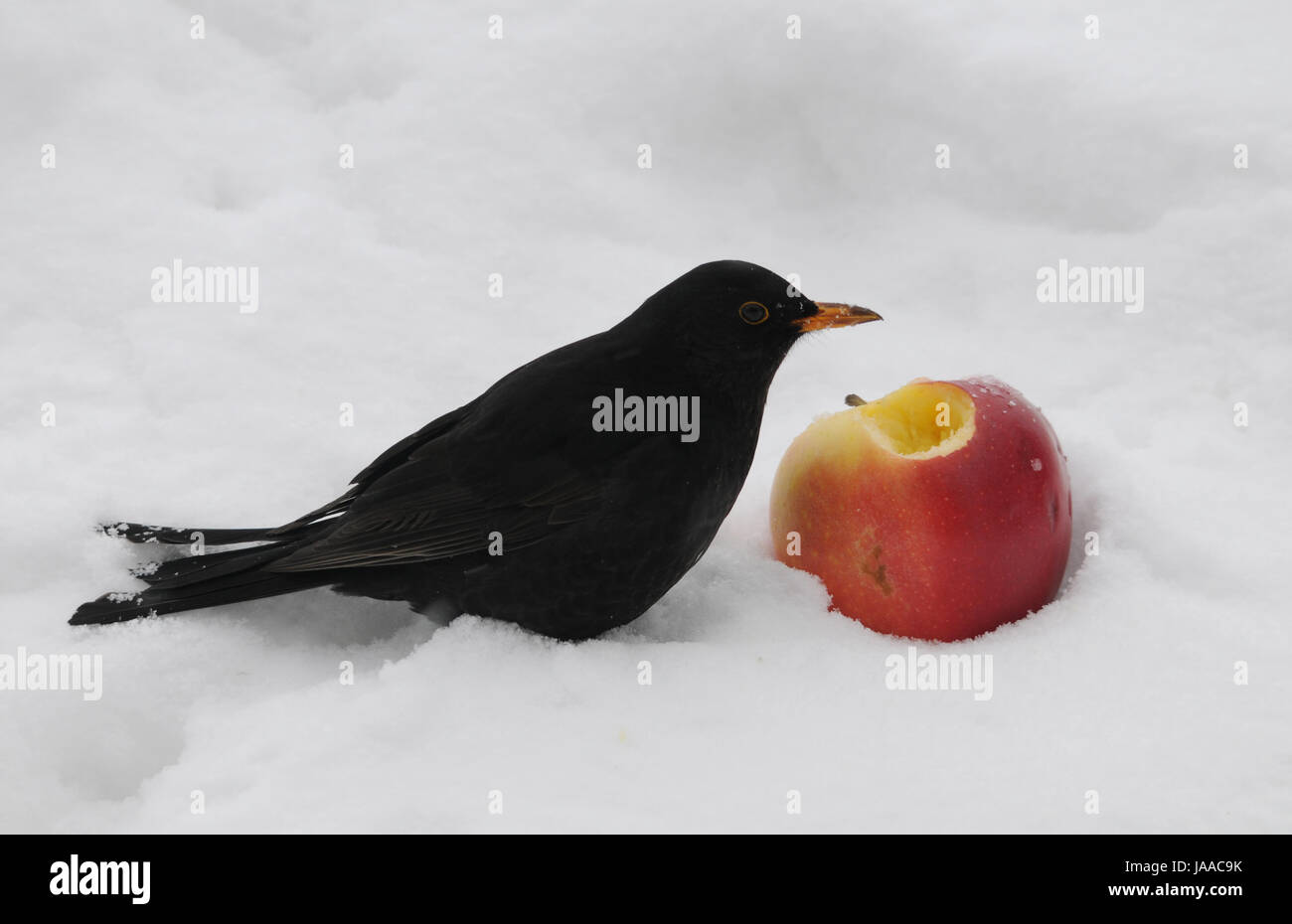 blackbird with apple Stock Photo - Alamy