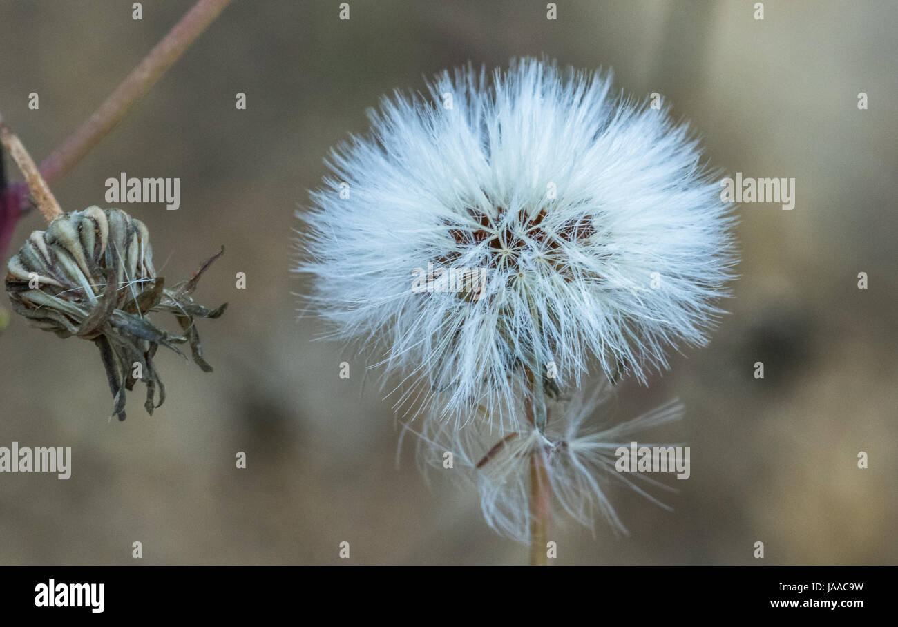 Dandelion clock with seeds hi-res stock photography and images - Alamy