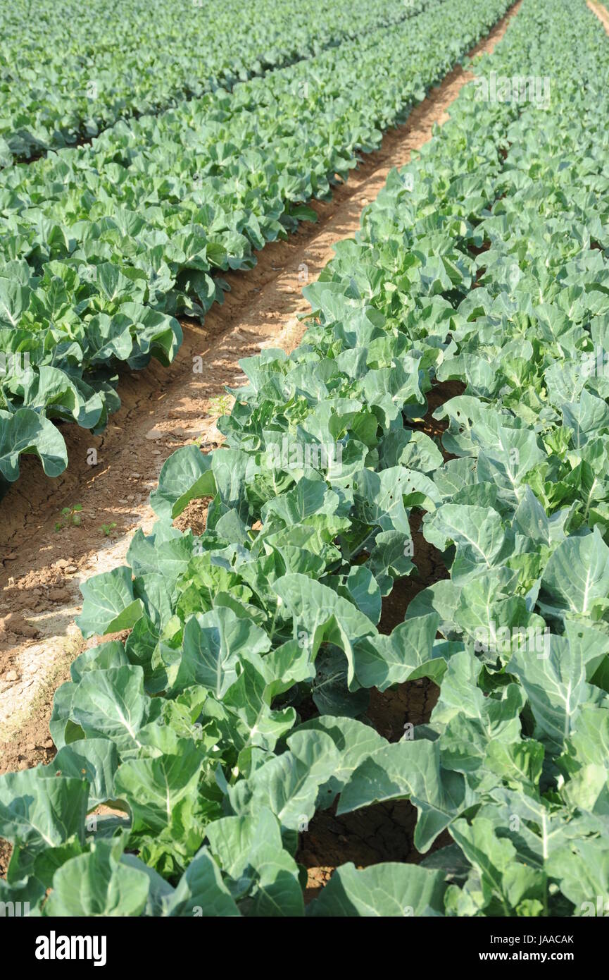 white cabbage on the field Stock Photo - Alamy