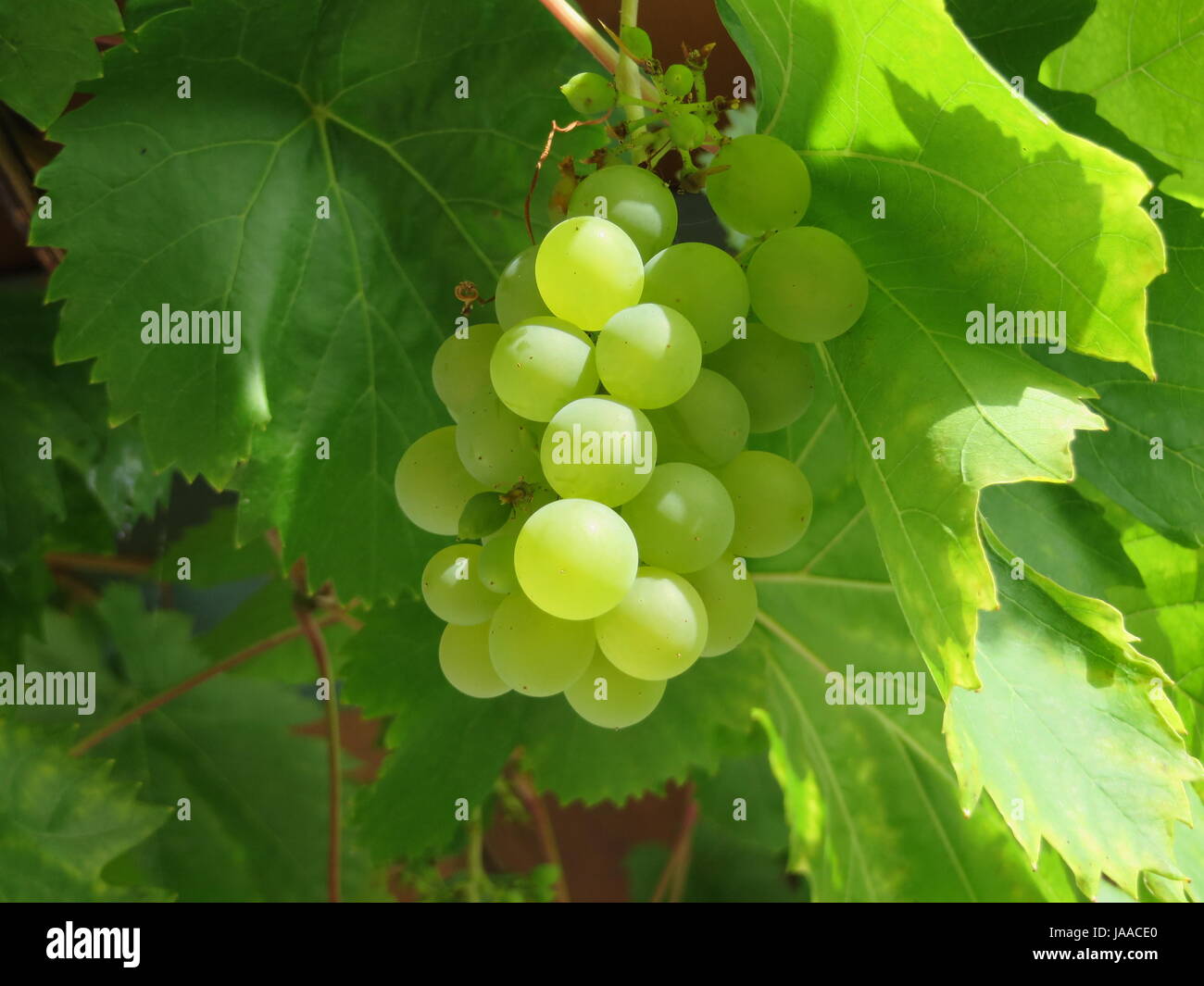 grapevine - vitis vinifera Stock Photo - Alamy