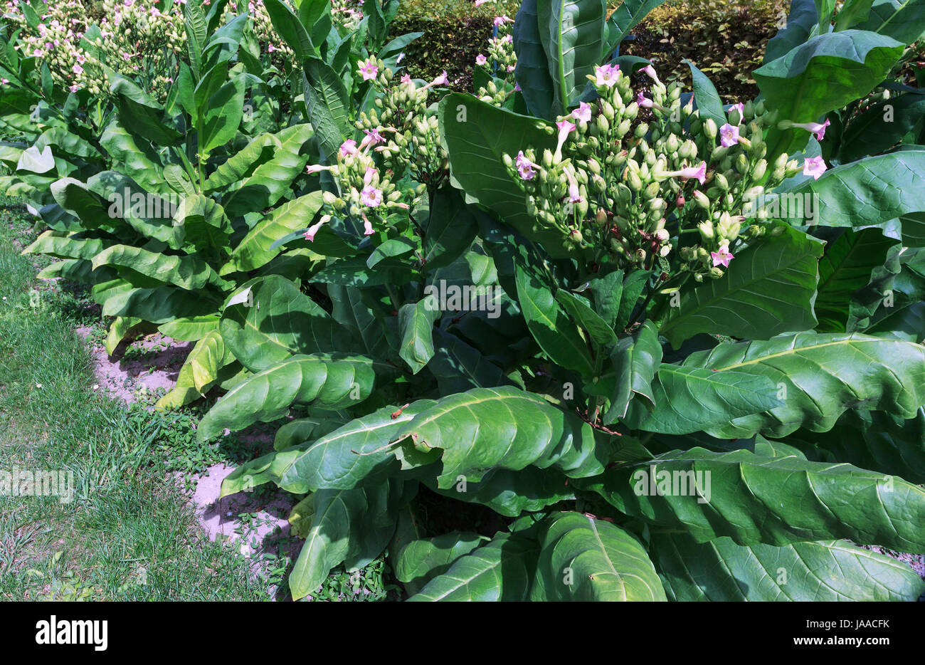 Tobacco cultivation germany hi-res stock photography and images - Alamy