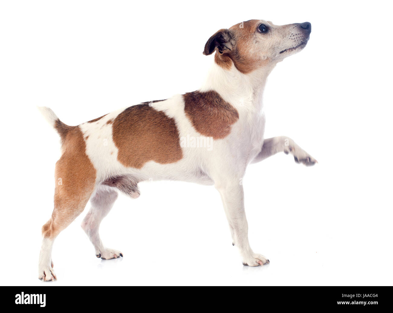 portrait of a purebred jack russel terrier in studio Stock Photo - Alamy