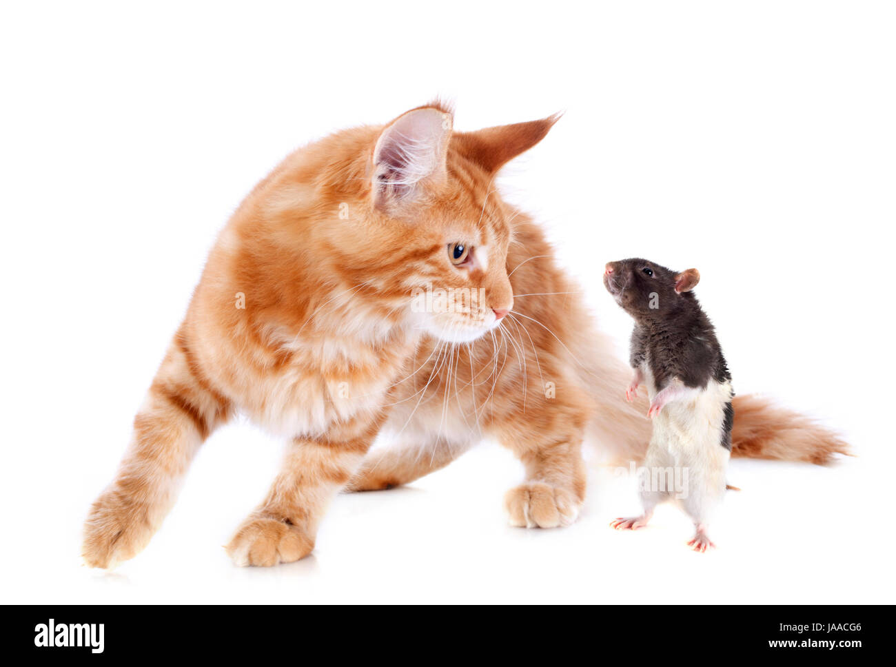 portrait of a purebred maine coon kitten and rat on a white background ...