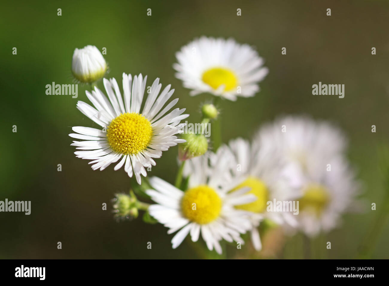 canadian fleabane erigeron canadensis Stock Photo - Alamy