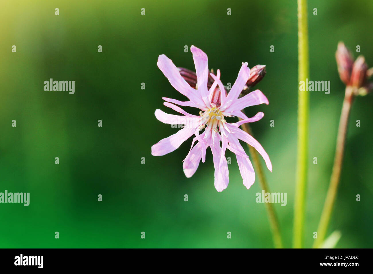 Incomplete flower hi-res stock photography and images - Alamy