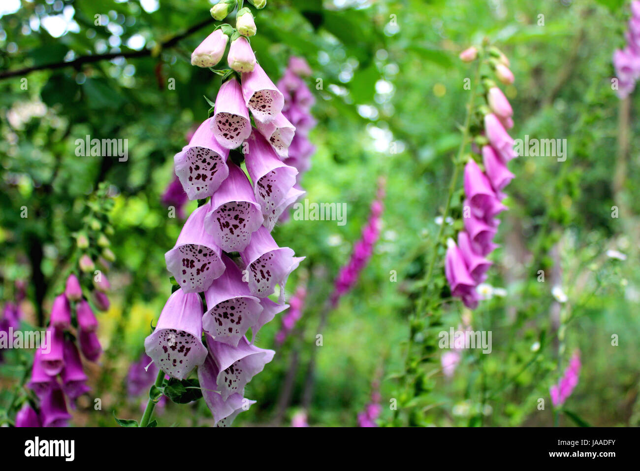 beautiful, beauteously, nice, model, design, project, concept, plan ...