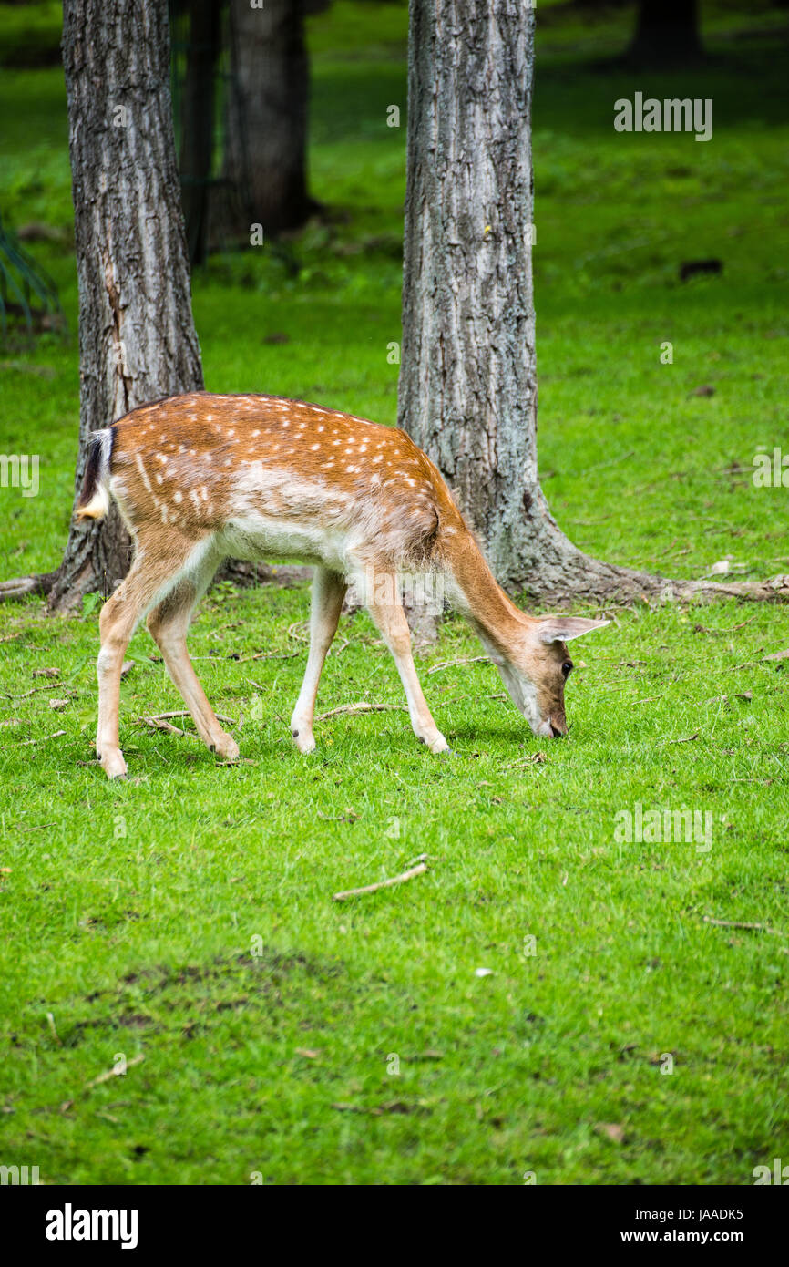 wild animal, fawn, roe, tree, trees, mammal, wild animal, fawn ...