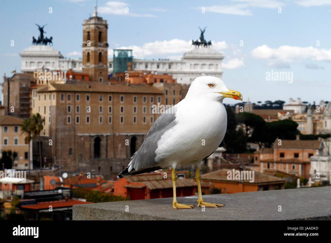 travel, buildings, historical, city, town, monument, animal, bird ...