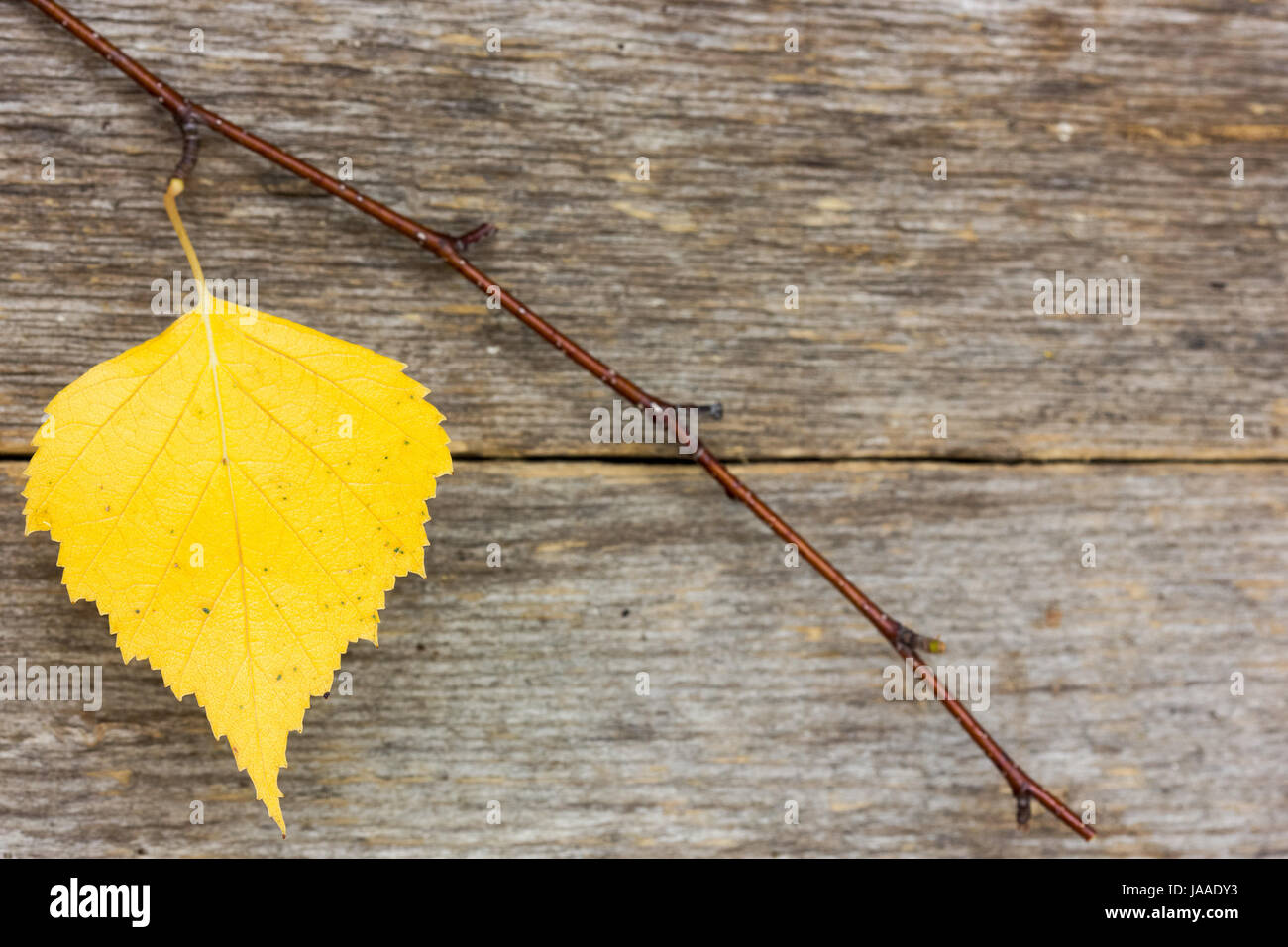 leaf, object, tree, botany, branch, dry, dried up, barren, element ...