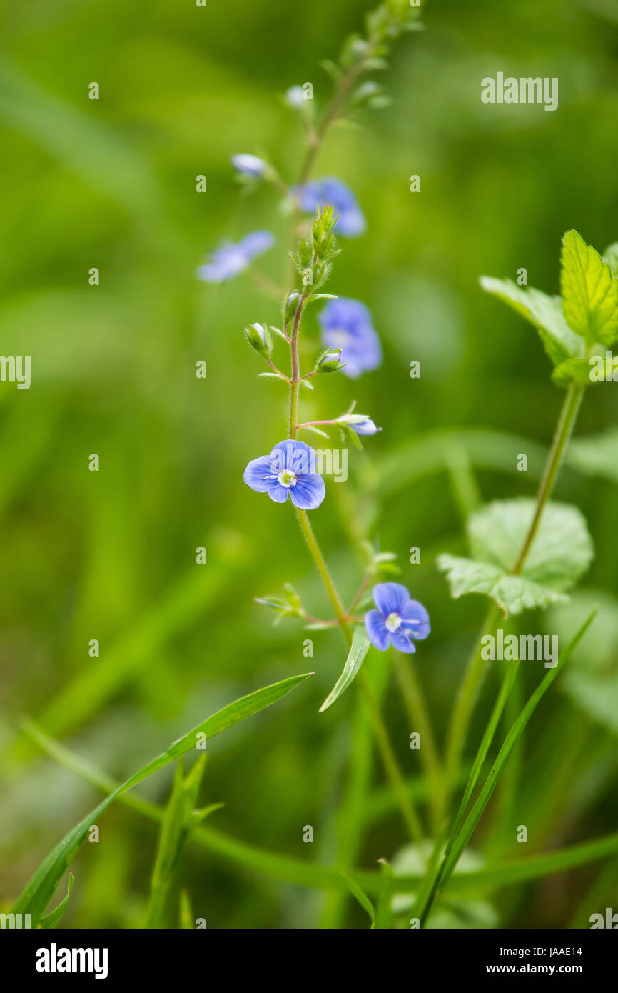 A beautiful vibrant closeup of small blue flowers in grass on a natural ...