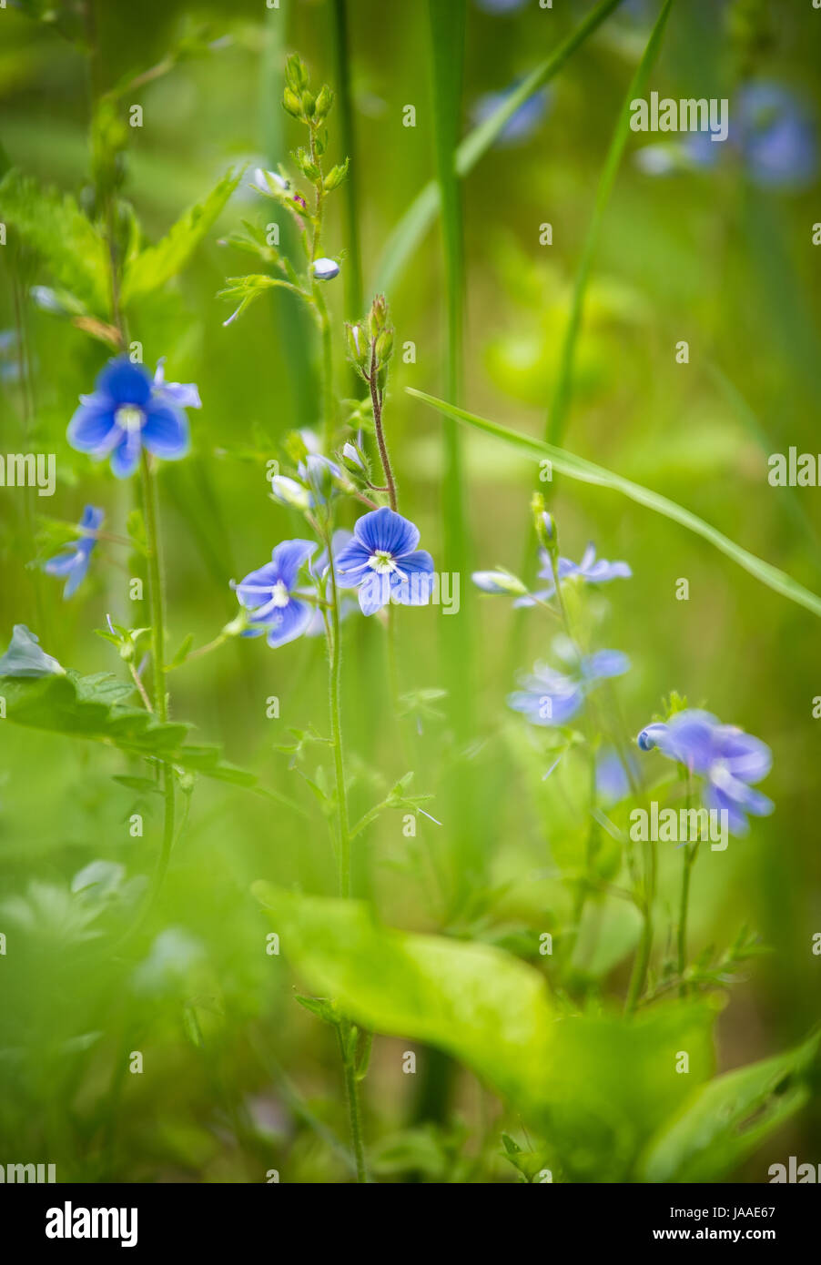 Blue small flowers hi-res stock photography and images - Alamy