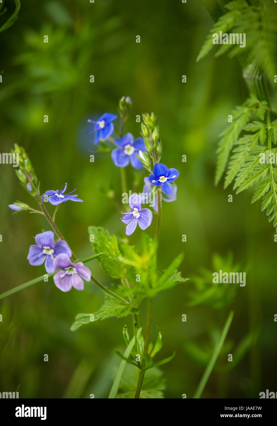 A beautiful vibrant closeup of small blue flowers in grass on a natural ...