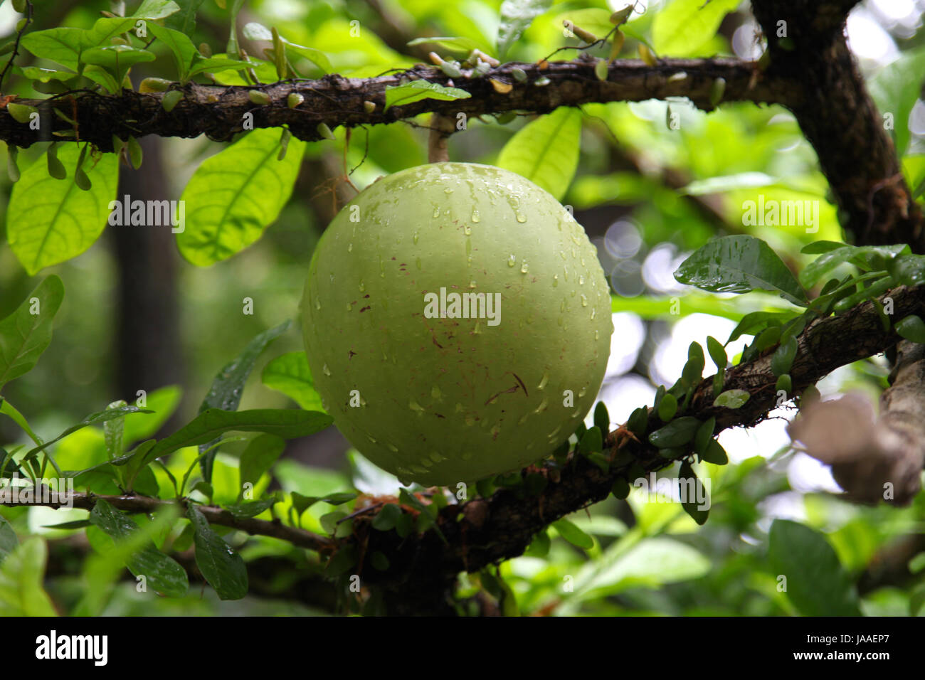 Tropical fruit of spherical shape, Singapore, south east Asia Stock ...