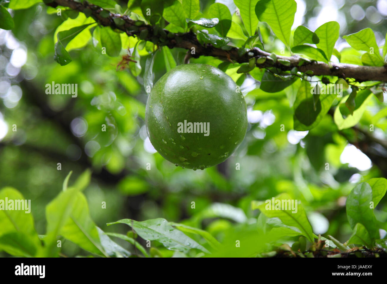 Tropical fruit of spherical shape, Singapore, south east Asia Stock ...