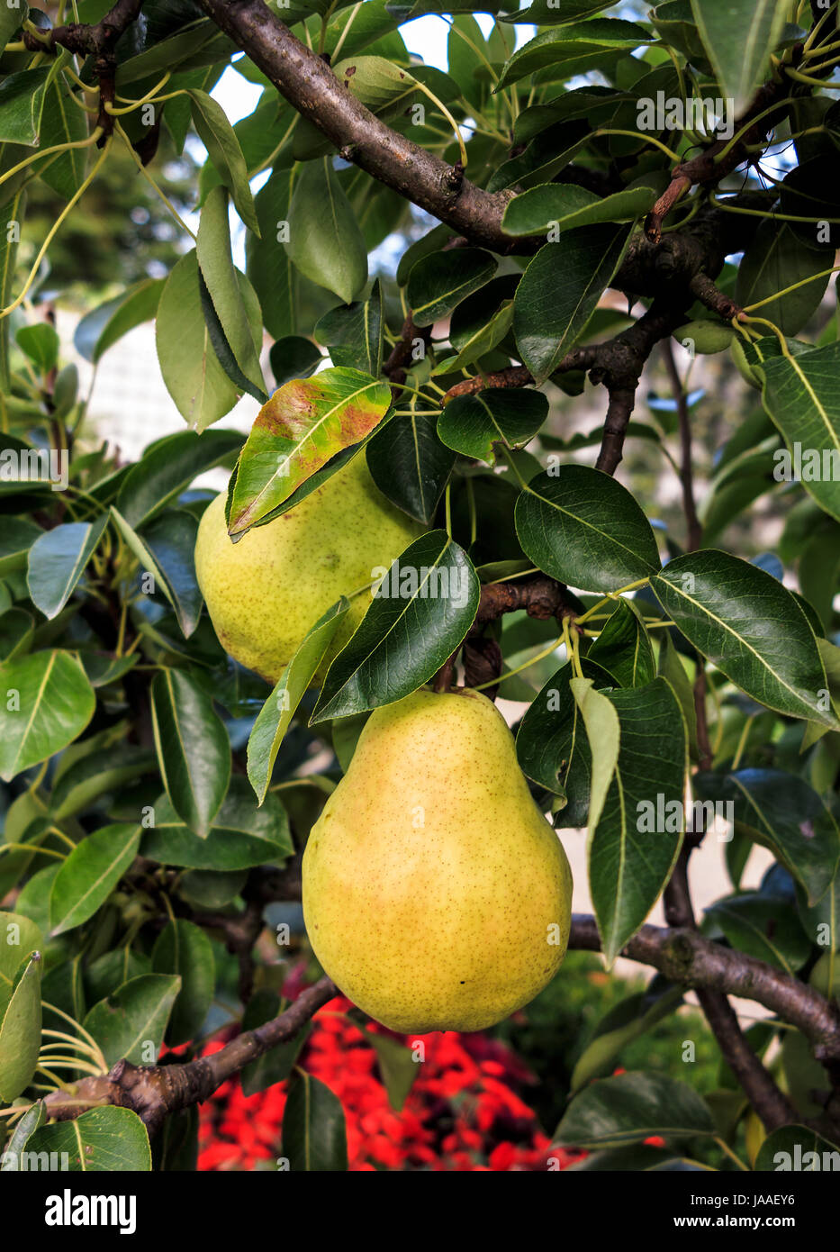 food, aliment, vitamins, vitamines, tree, garden, agriculture, farming ...