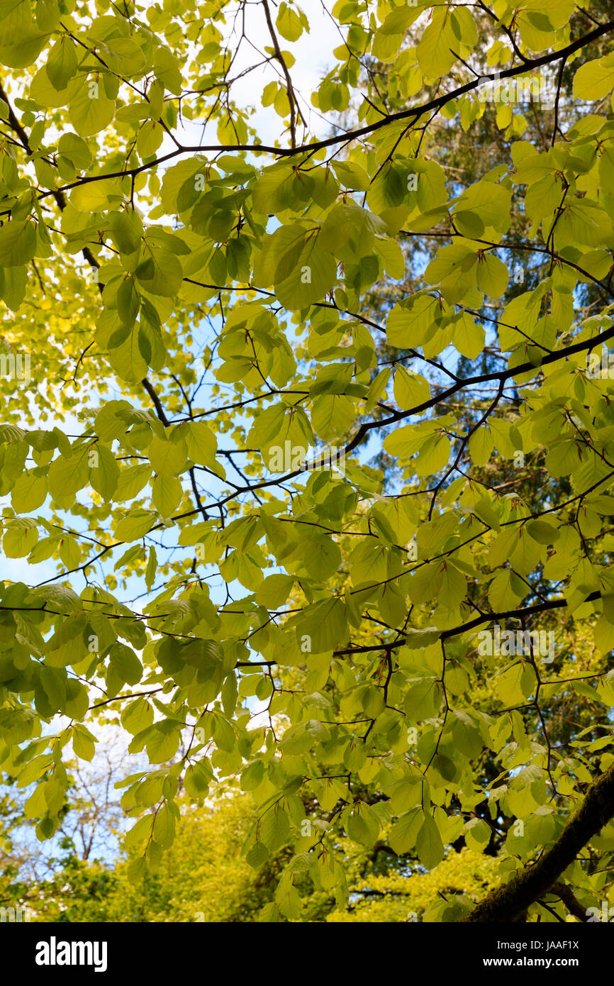 Foliage of the golden beech, Fagus sylvatica 'Zlatia', in late spring ...