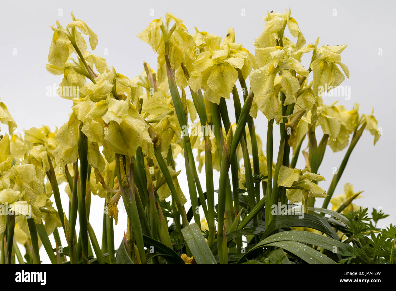 Flowers of the South African iris relative, Moraea alticola, a tall ...