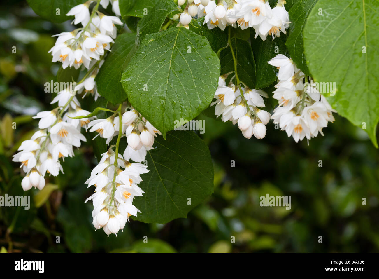 Fragrant snowbell tree hi-res stock photography and images - Alamy