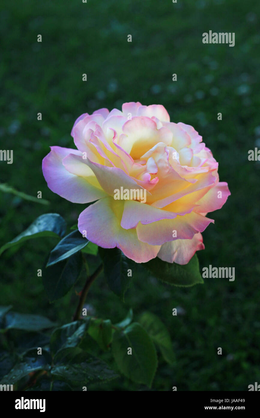 garden, flower, plant, rose, bloom, blossom, flourish, flourishing ...