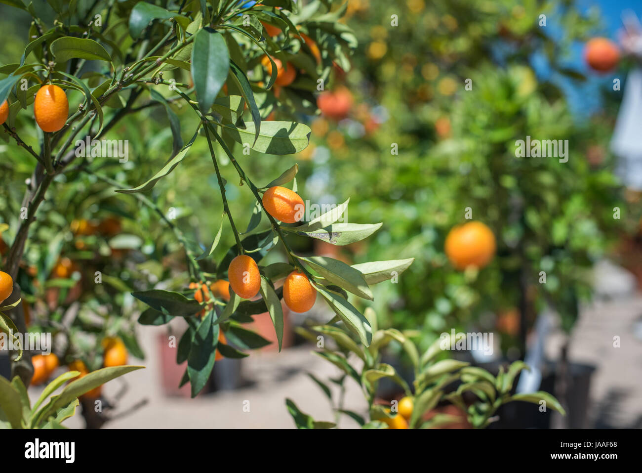 Kumquat fruit close up on green tree branch and leaves, selective focus ...
