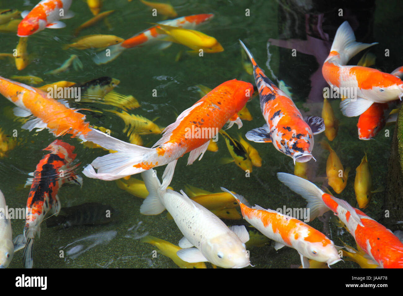Bright decorative fish jumping out of the pond, Singapore, south-east ...