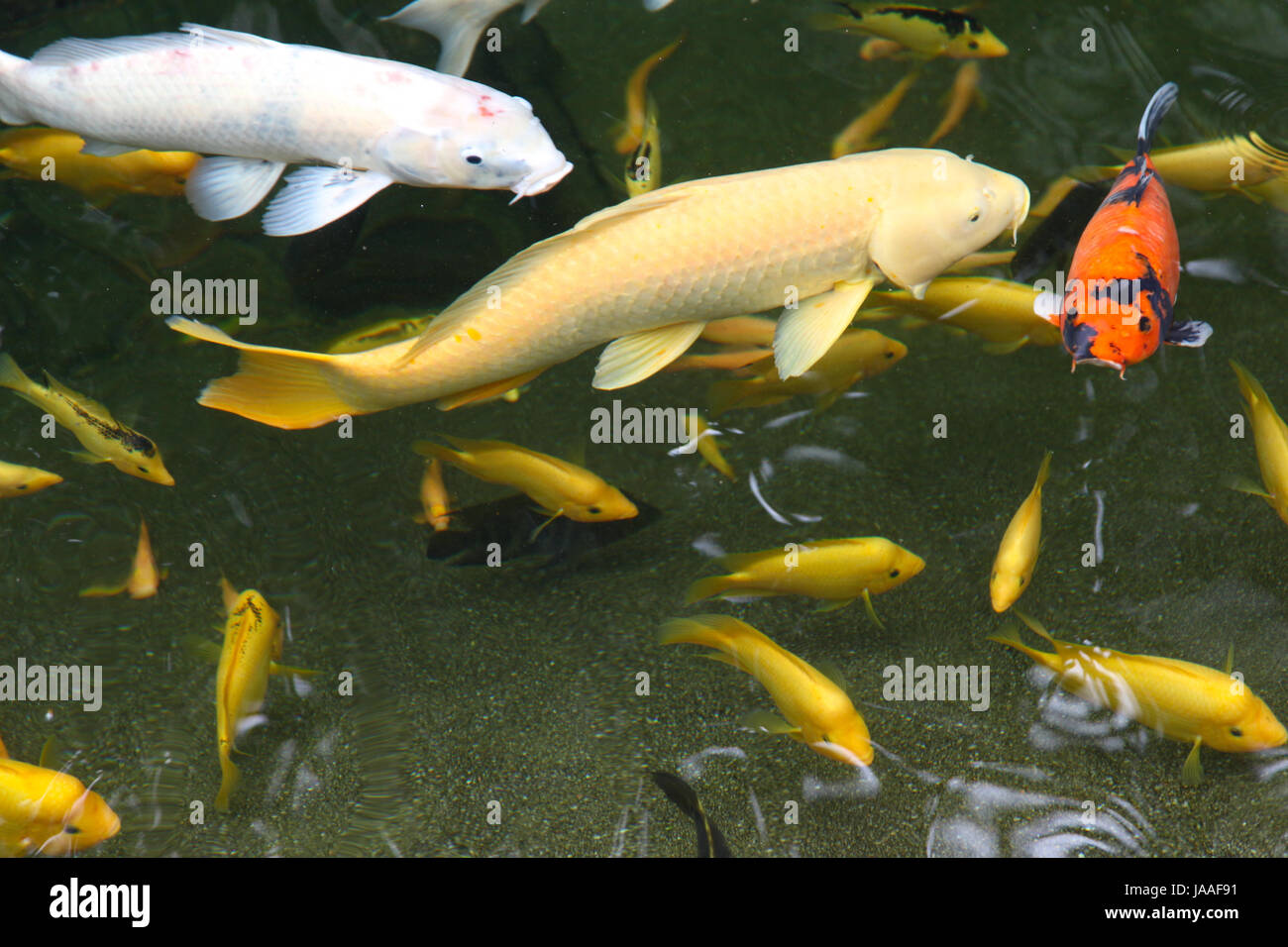 Bright decorative fish jumping out of the pond, Singapore, south-east ...