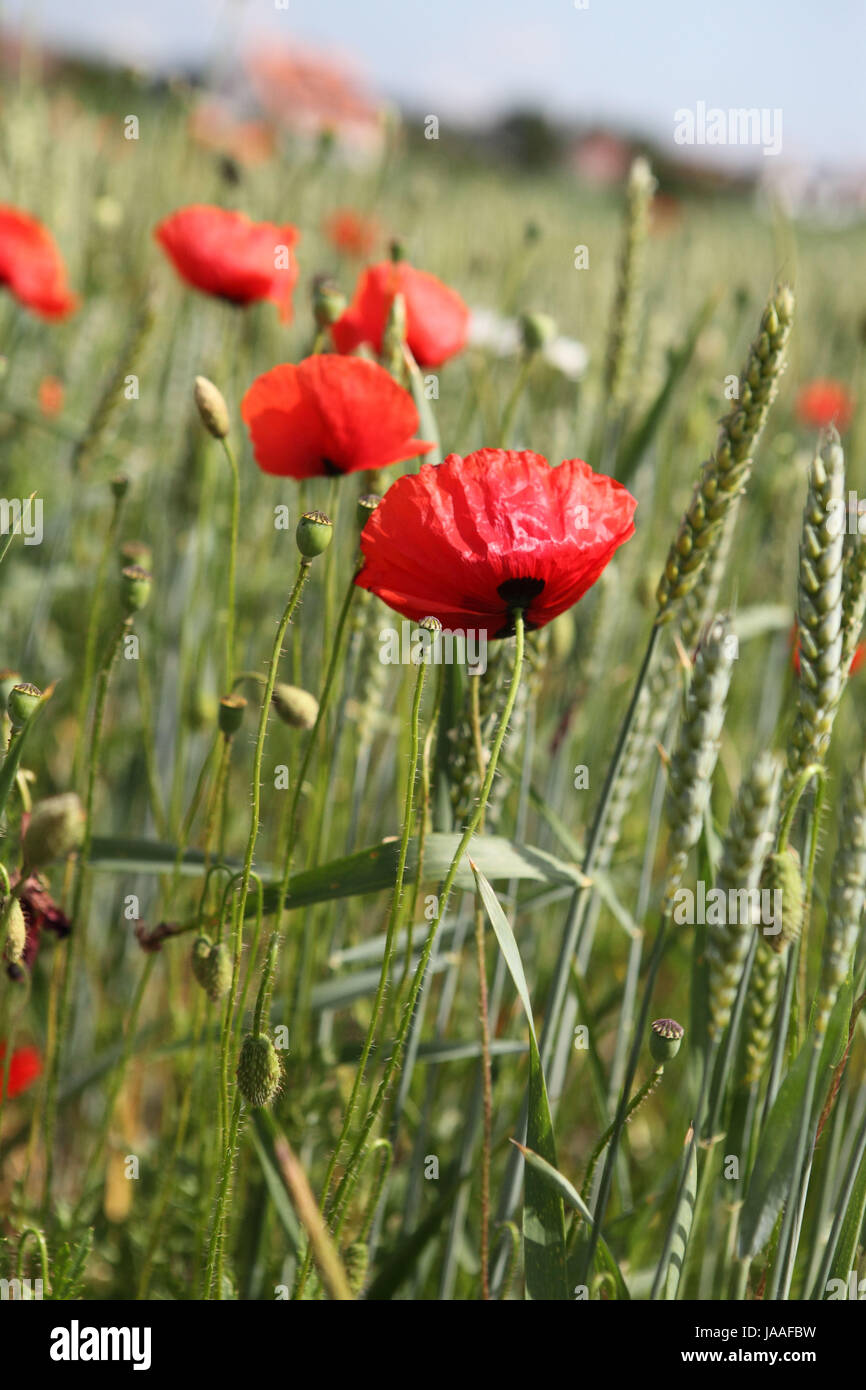 green, field, poppy, weed, plant, green, field, poppy, weed, grain ...