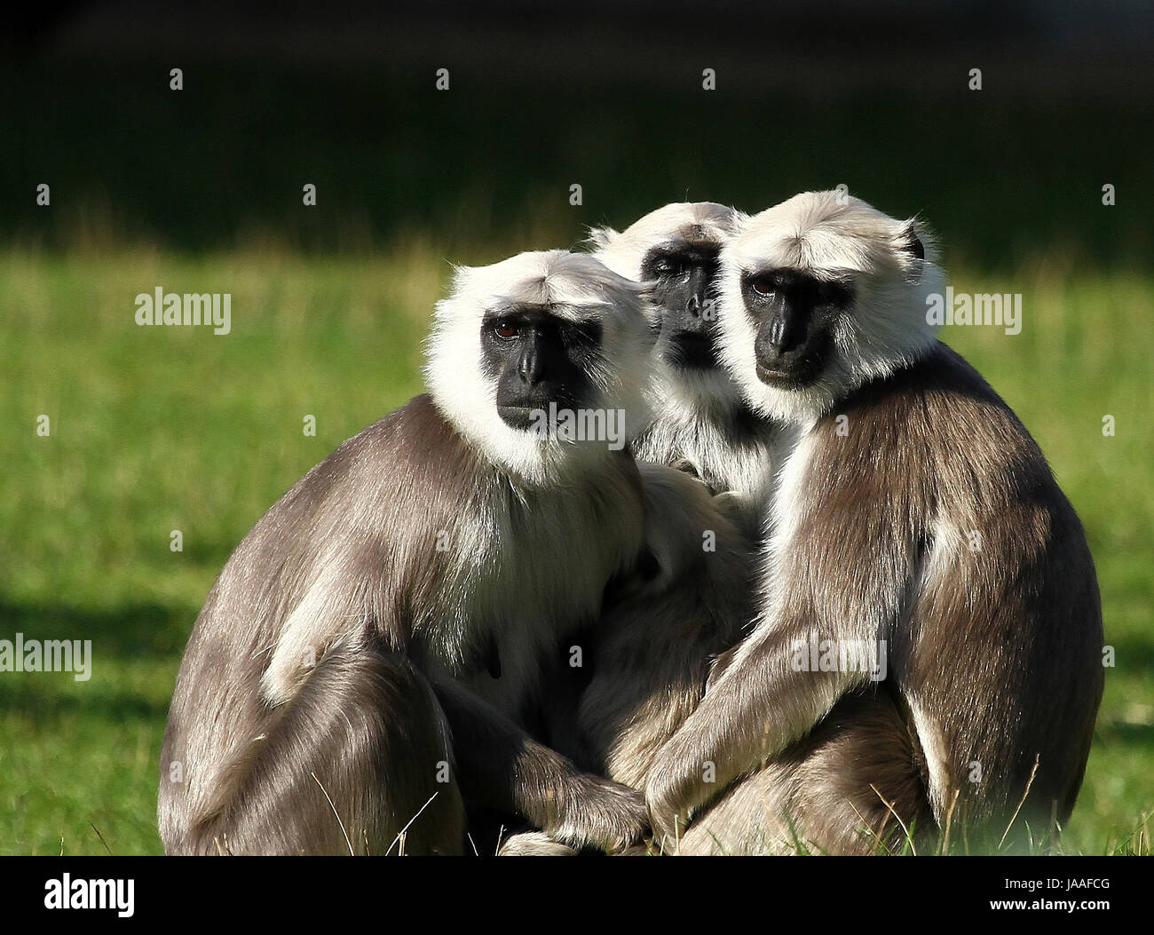 mammal, monkey, india, trio, primates, herbivore, mammal, monkey, india ...
