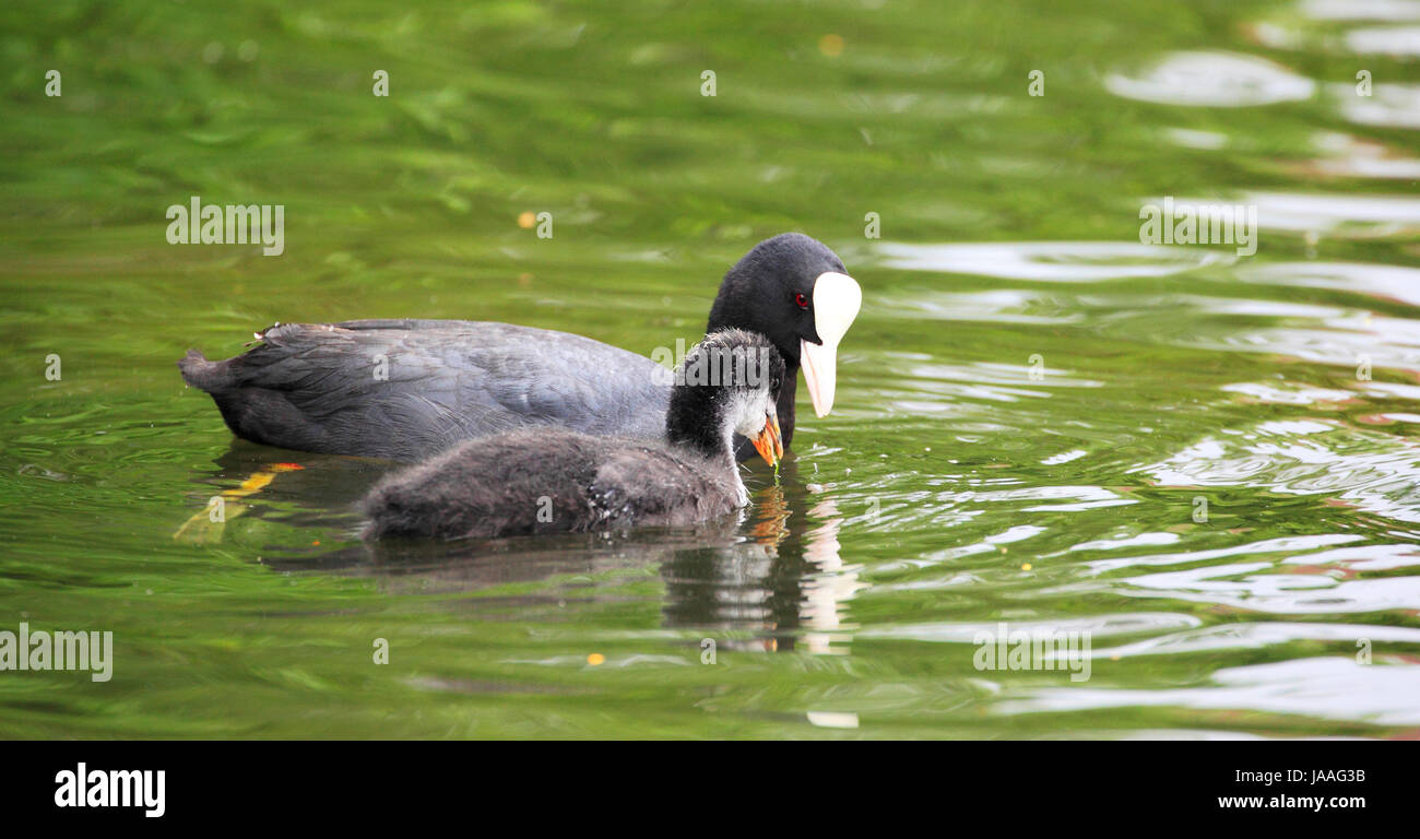 A Coot mother nutures her young on Stackpool, Springfield Park ...