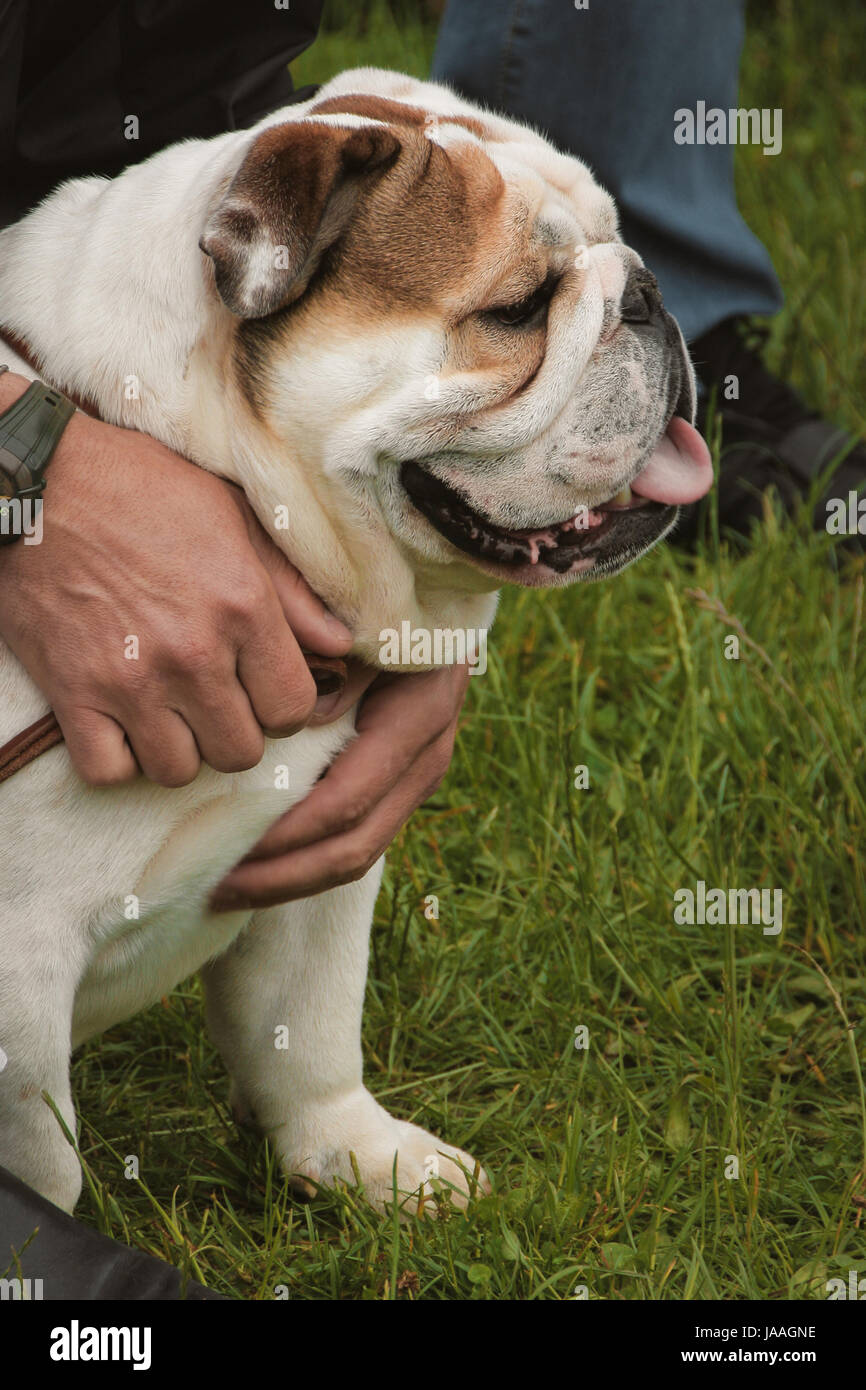 Man english bulldog hi-res stock photography and images - Alamy