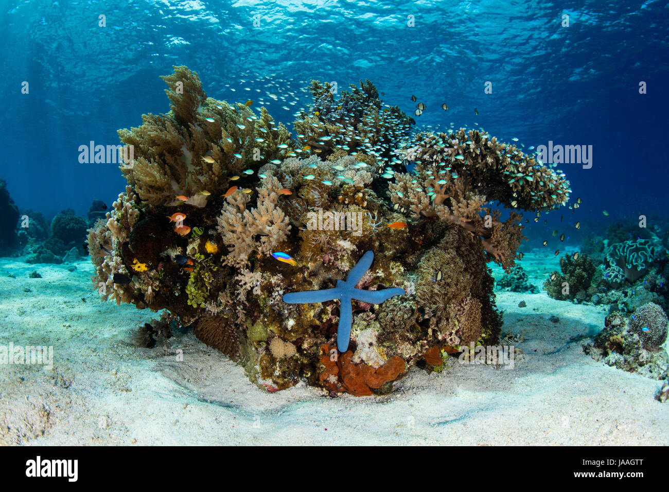 Reef fish school over a shallow coral bommie growing near Alor ...