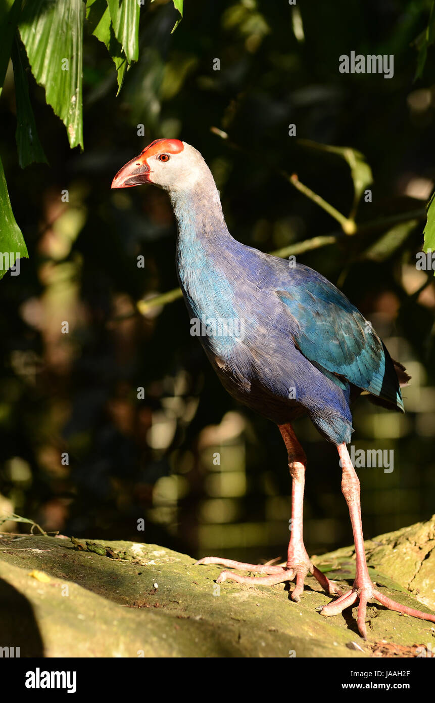 blue, animal, bird, native, purple, creature, wildlife, habitat, fresh ...