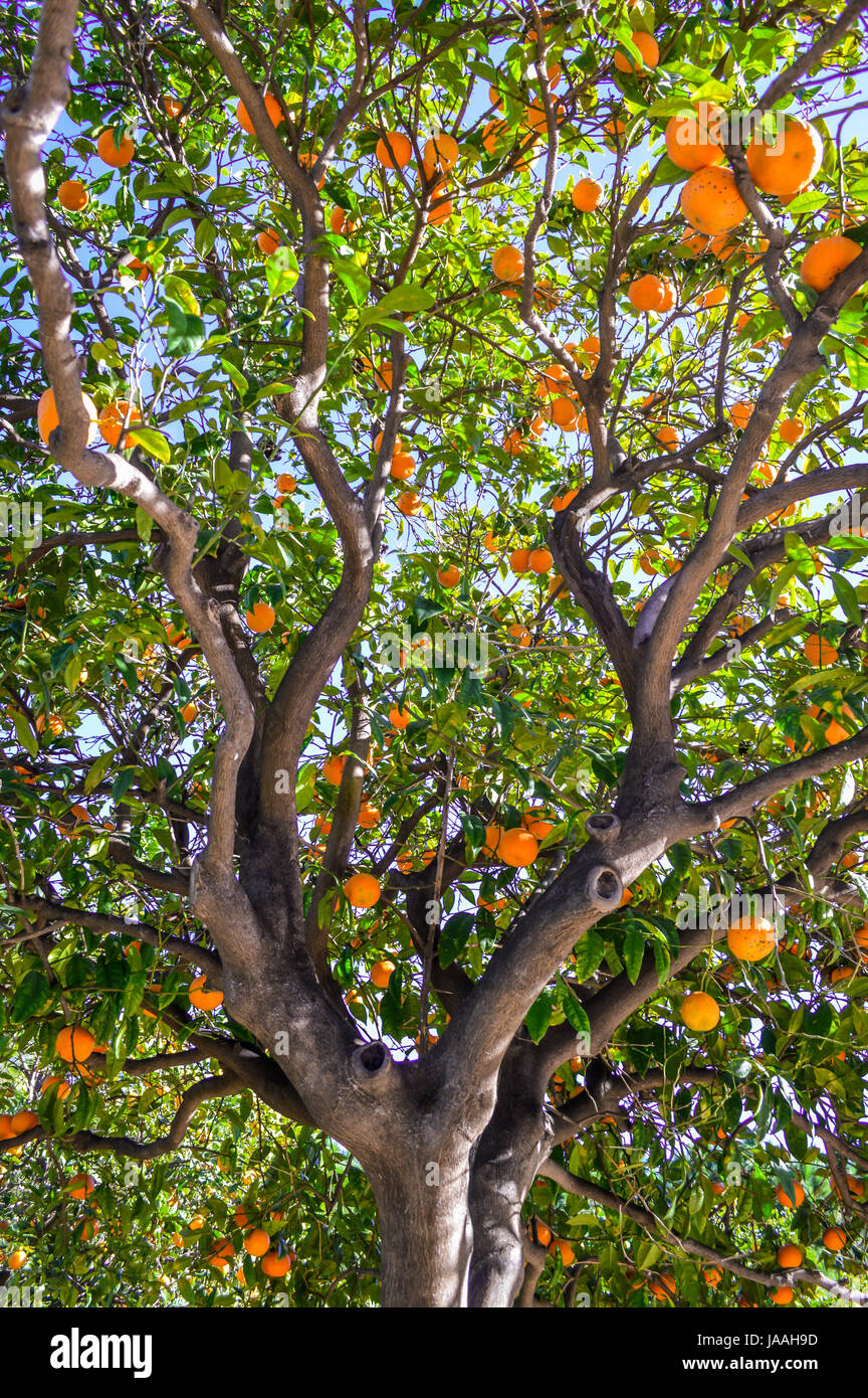 Orange tree with ripe fruits in sunlight, Valencia, Spain Stock Photo ...