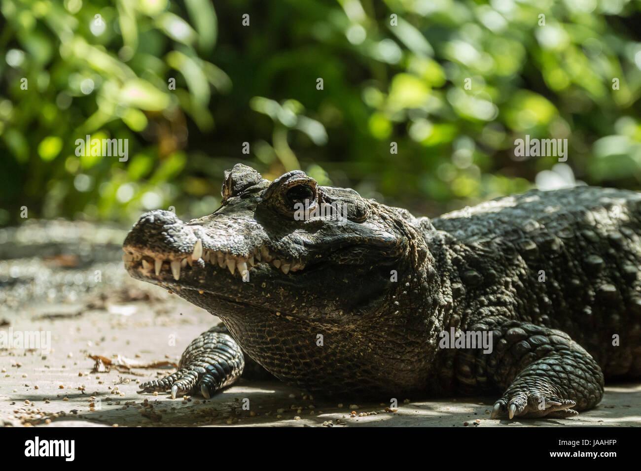 African dwarf crocodile (Osteolaemus tetraspis) laying in wait Stock ...