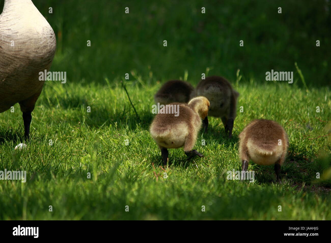 bird, rhine, birds, geese, chick, migrant, birds of passage, meadow, bird Stock Photo - Alamy