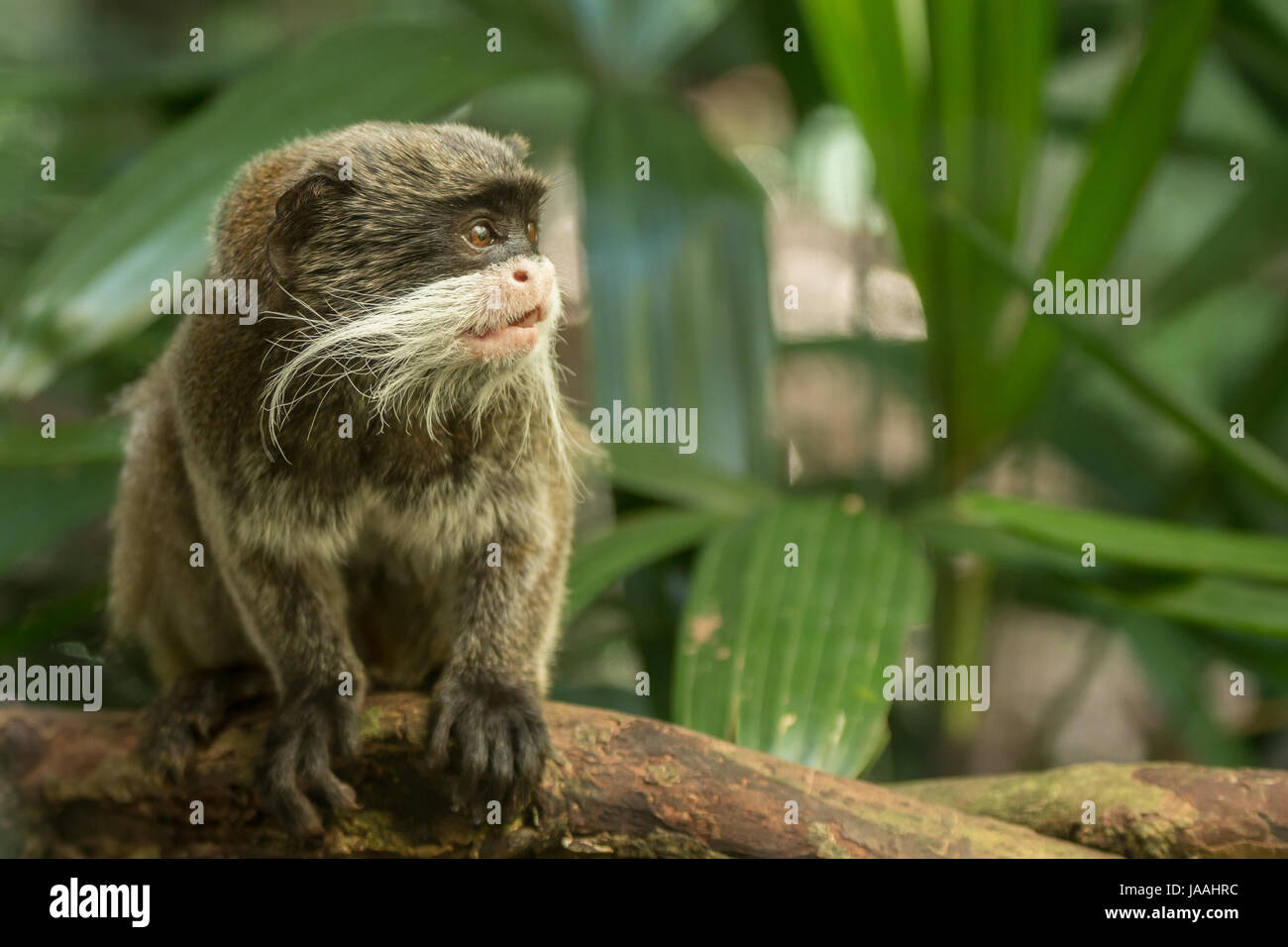Emperor tamarin (Saguinus imperator) sitting on a branch Stock Photo ...