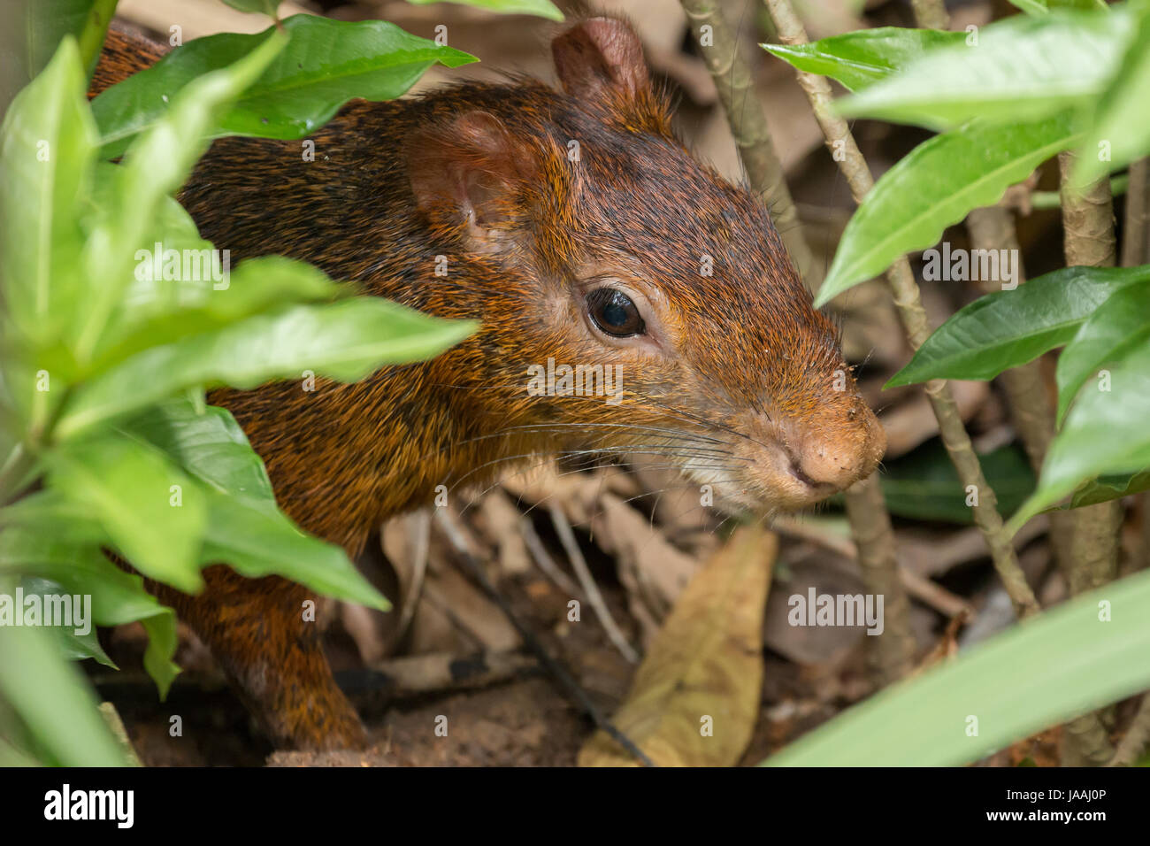 Azara's agouti (Dasyprocta azarae) hiding in the undergrowth Stock ...
